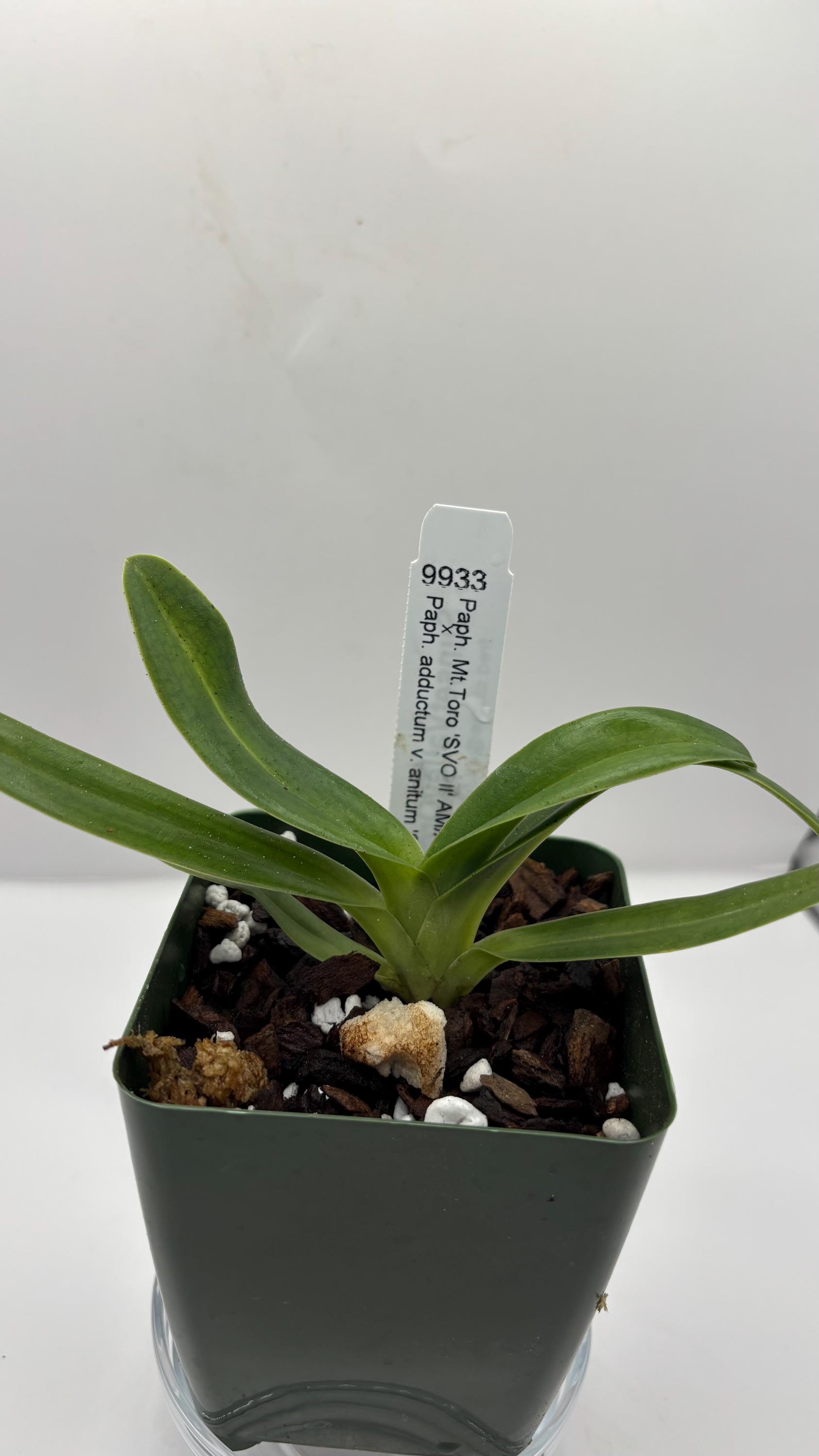 New Hybrid ~ Paph. Mount Toro AM/AOS X Paph. Anitum ~ Not in Bloom - Etsy