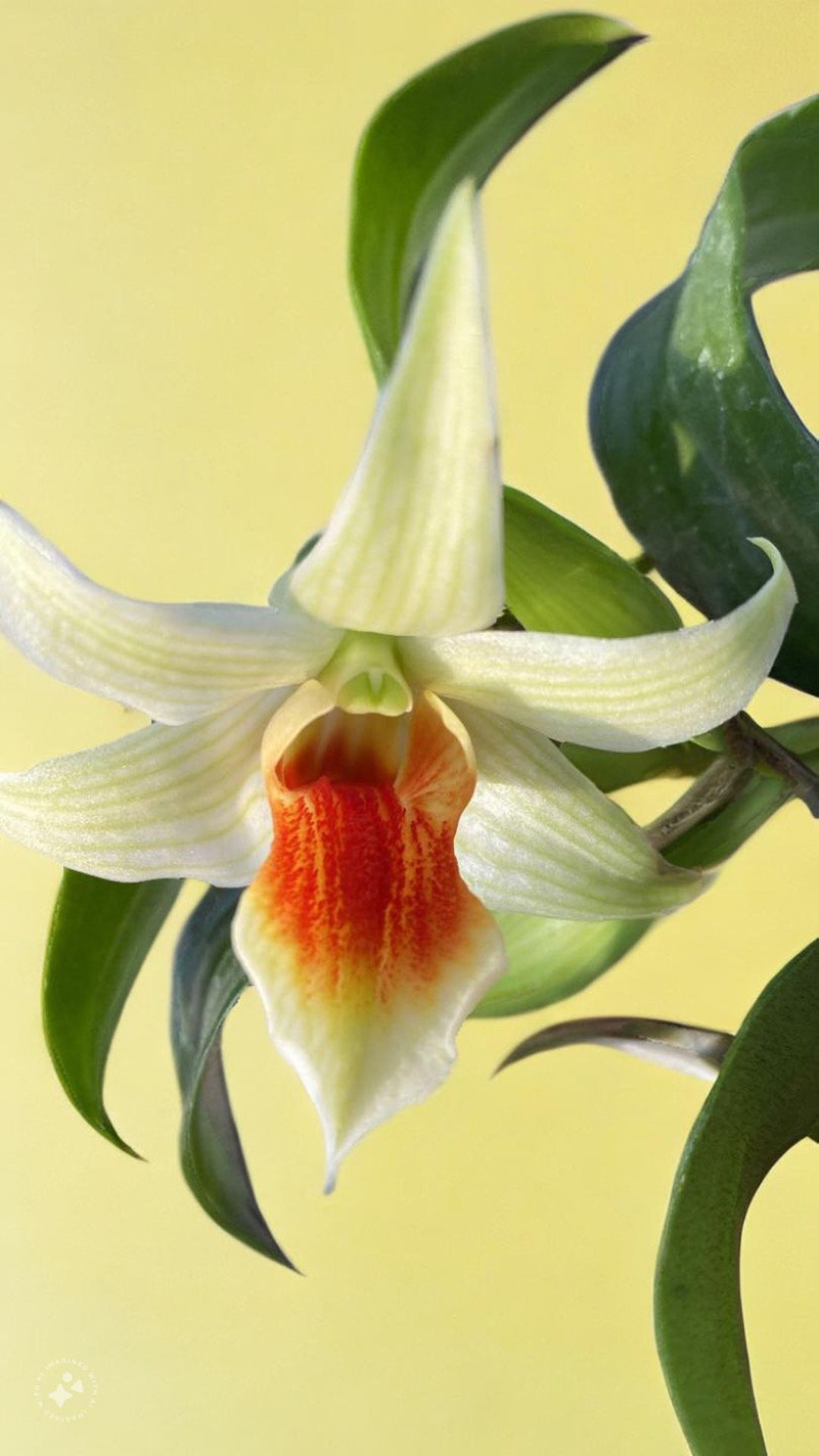 Dendrobium Dawn Maree X Peng Seng - Not in Bloom - Etsy