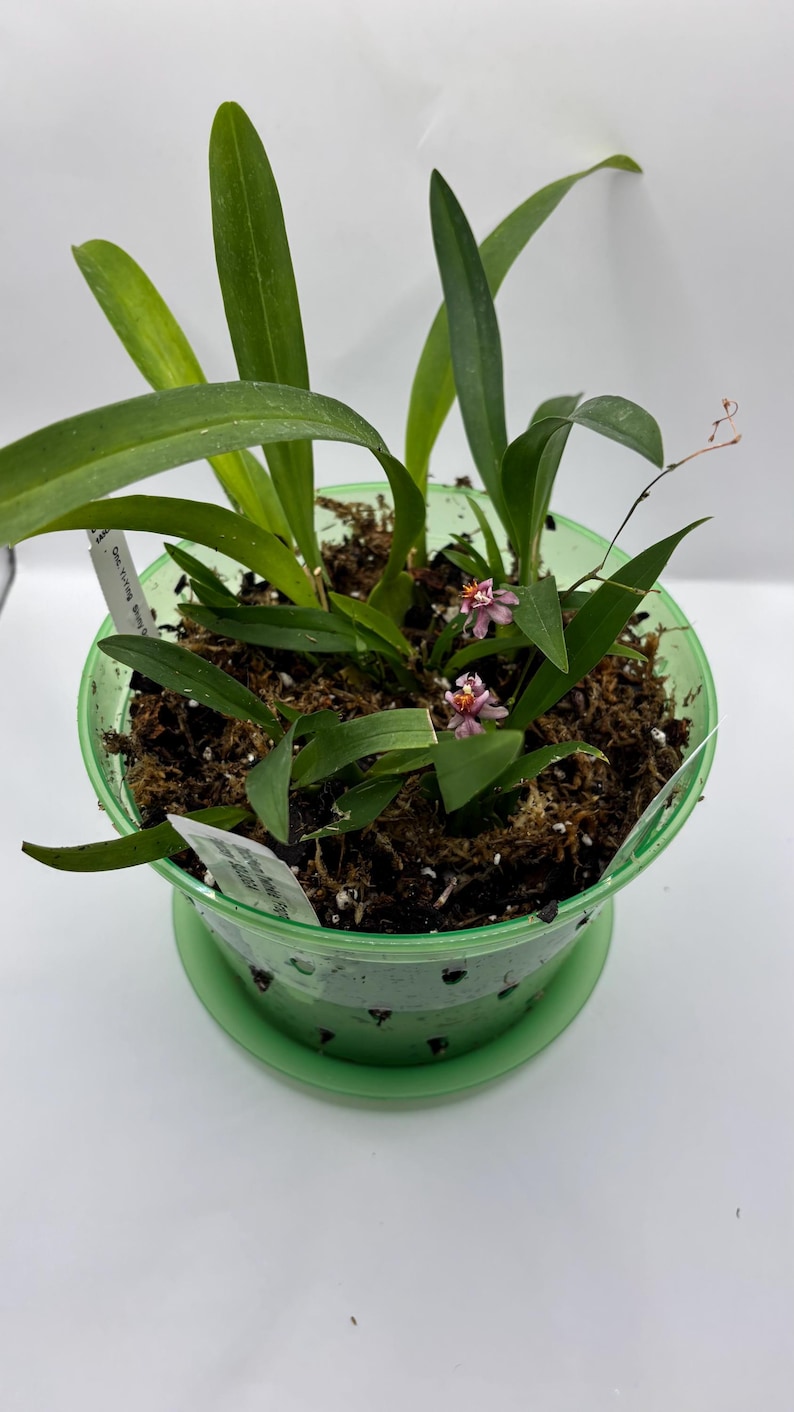 Oncidium Twinkle 'fragrance Fantasy' X Oncidium Twinkle 'pink Fantasy ...