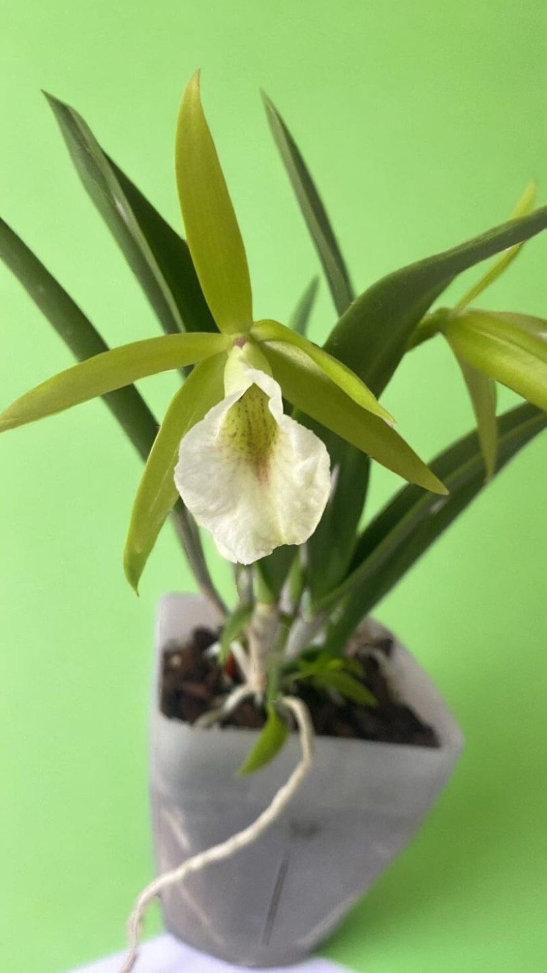 Procatavola Key Lime Stars (cyth. Lime Sherbet X B. Nodosa) ~ Not in ...
