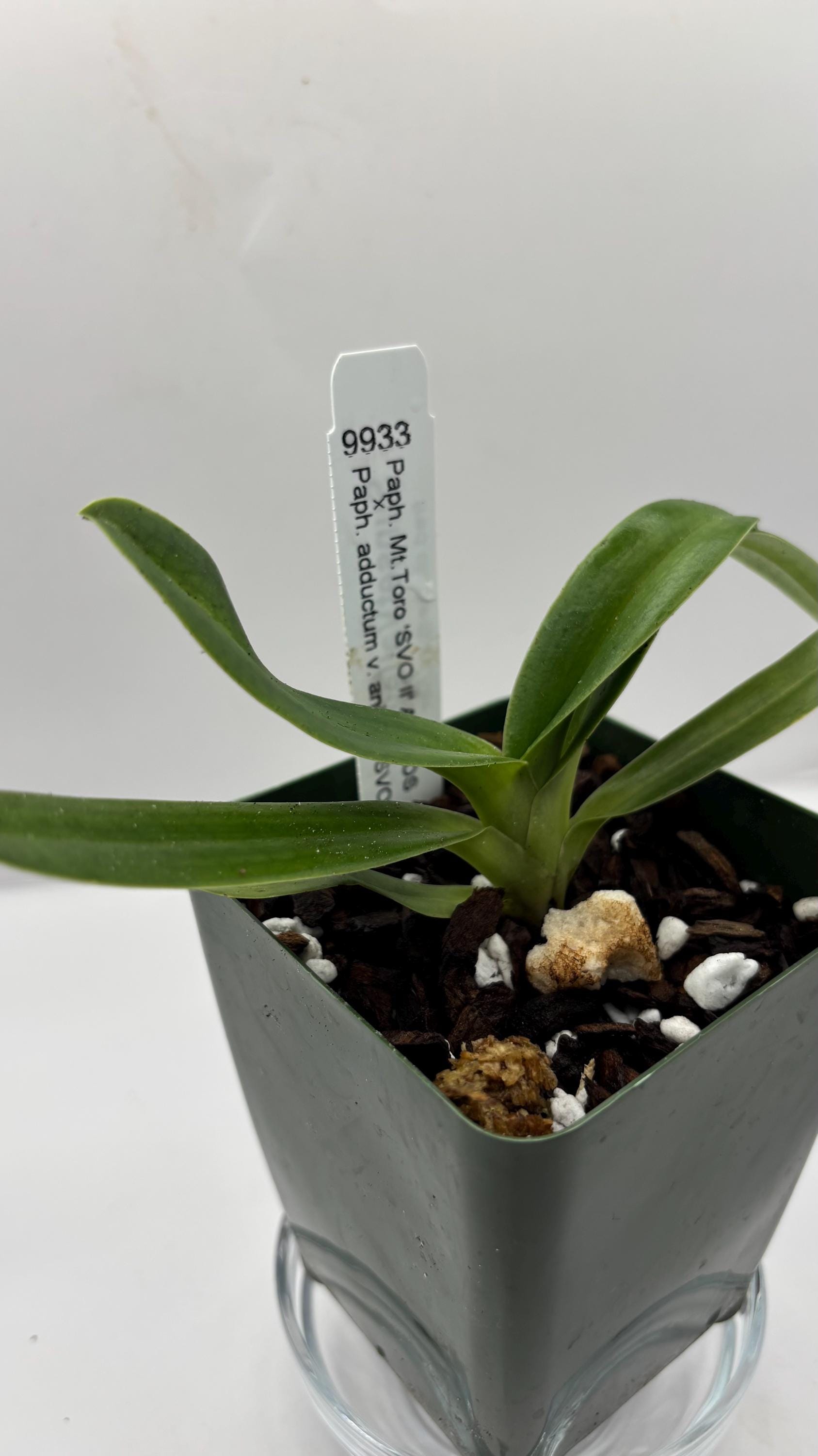 New Hybrid ~ Paph. Mount Toro AM/AOS X Paph. Anitum ~ Not in Bloom - Etsy