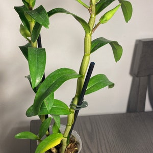 Dendrobium Dawn Maree X Peng Seng Not in Bloom - Etsy