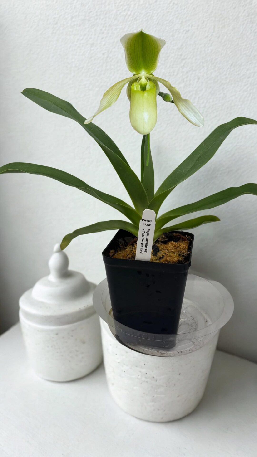 Paphiopedilum Joséito ‘#2’ X Toni Semple ‘eve’ ~ Not in Bloom - Etsy