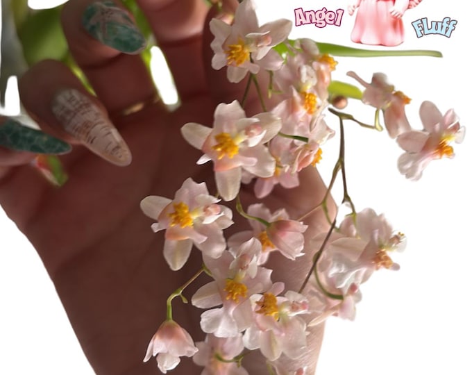 Oncidium Tsiku Marguerite 'romantic Fantasy' Fragrant Orchid - Not in ...