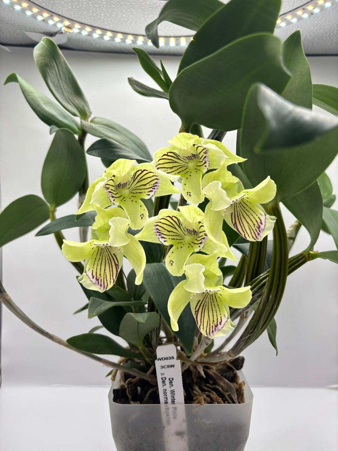 Dendrobium Winter Pixie (mini Snowflake X Micro Chip) ~ Not in Bloom - Etsy