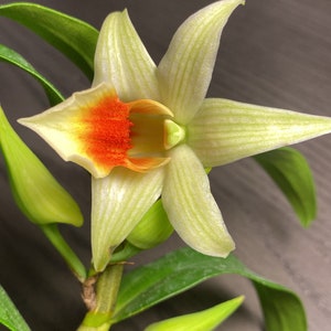 Dendrobium Dawn Maree X Peng Seng Not in Bloom - Etsy
