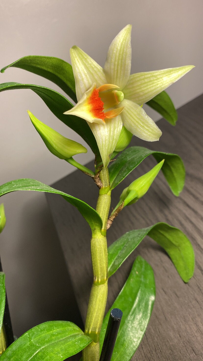 Dendrobium Dawn Maree X Peng Seng Not in Bloom - Etsy