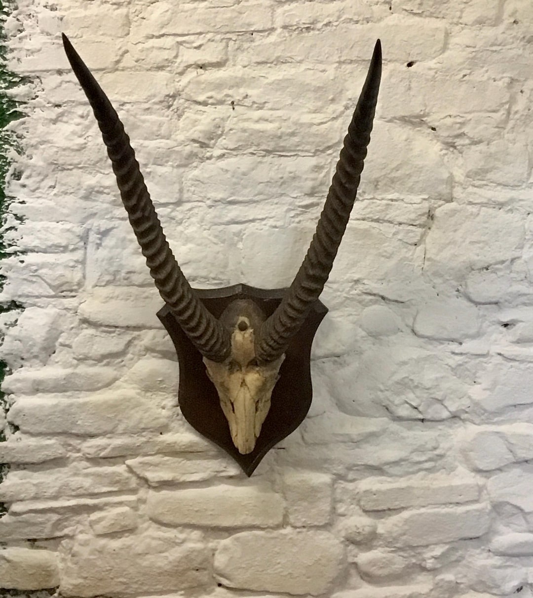 Antique Antelope/gazelle Partial Skull & Horns on Wood Shield - Horns ...