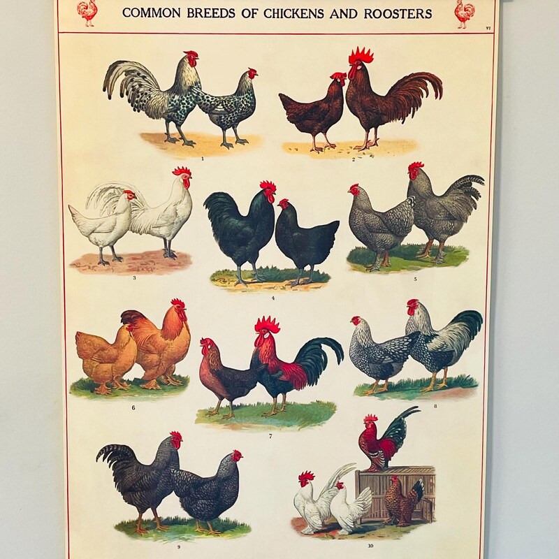 Chicken Breeds Poster - Etsy