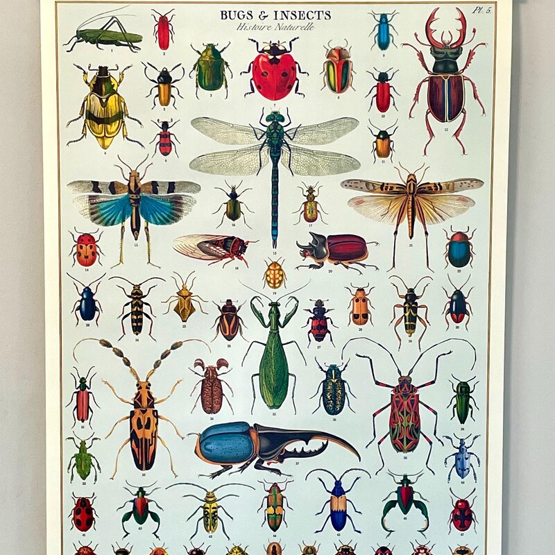 Insect Poster - Etsy