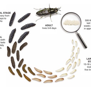 Protapod: Black Soldier Fly Larvae (BSFL) Food Waste Digester - 4 Foot ...
