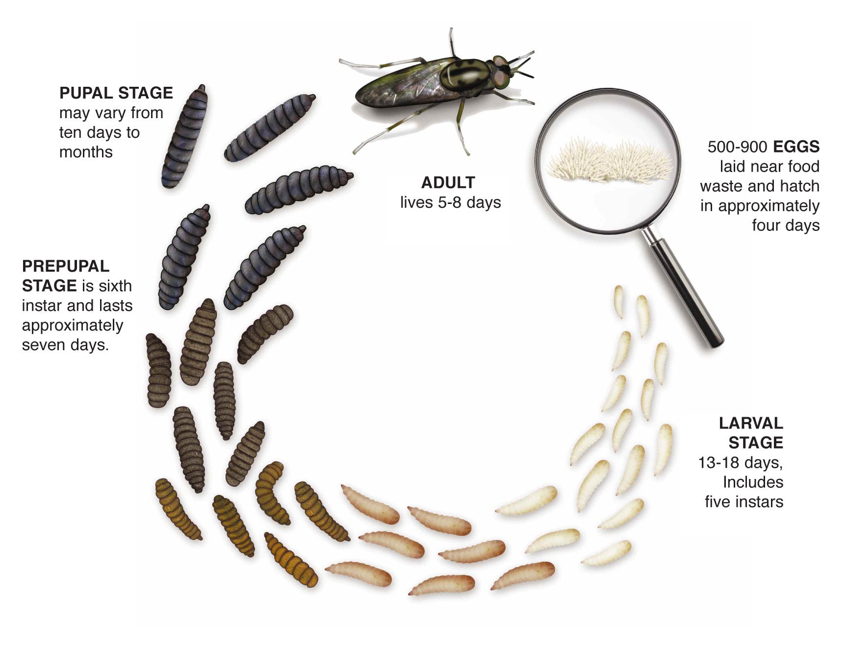 Protapod: Black Soldier Fly Larvae (BSFL) Food Waste Digester - 4 Foot ...