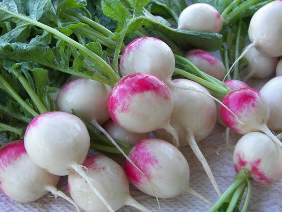 Outdoor & Gardening Seeds & Seed Bombs Home & Living Early Scarlet ...