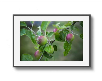 Fig Tree Art Print Fig Tree Wall Art Poster - Etsy