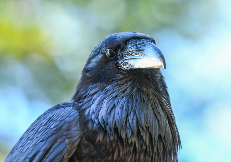 2025 Raven Calendar, Wall Calendar, Ravens - Etsy