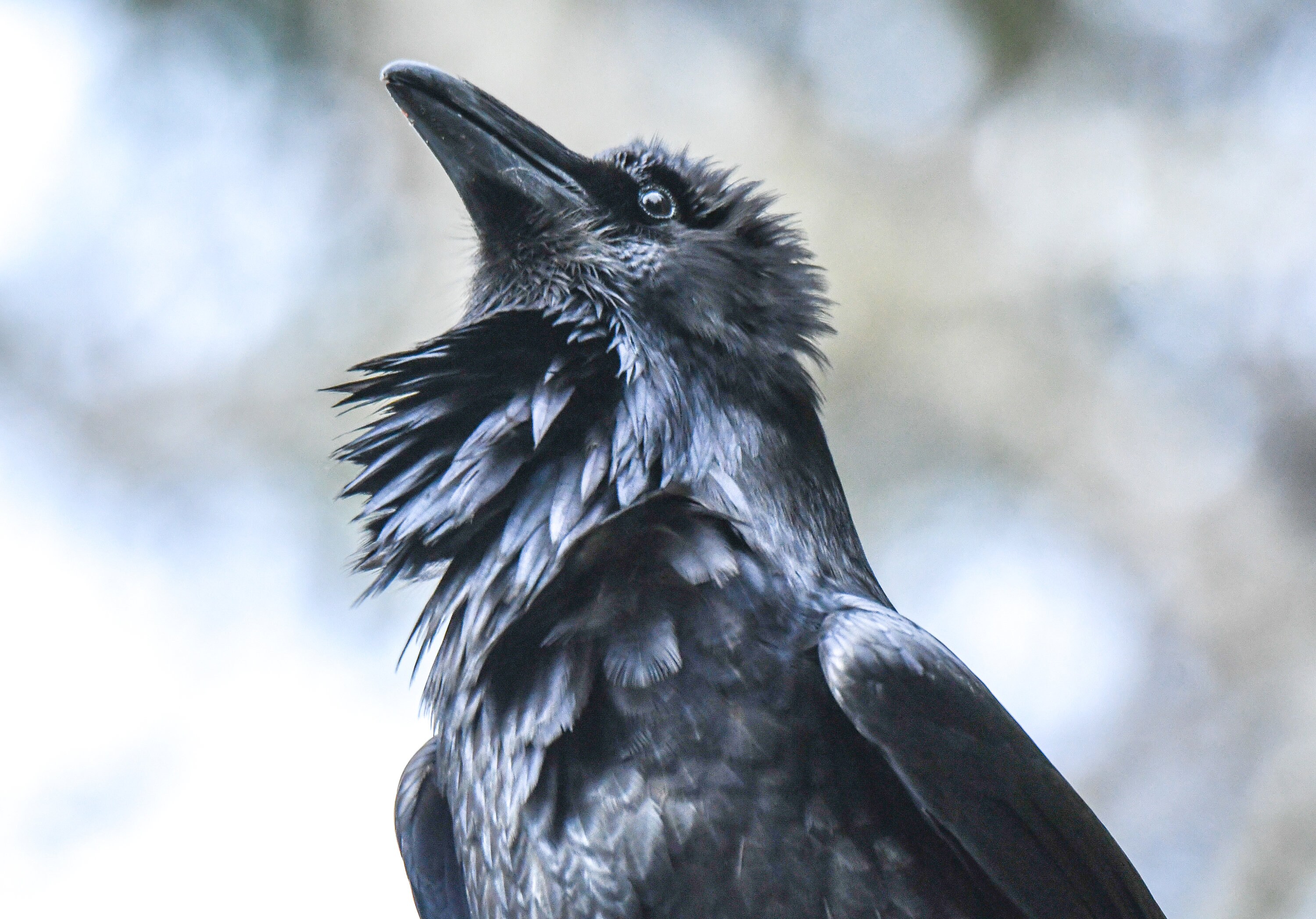 2025 Raven Calendar, Wall Calendar, Ravens - Etsy