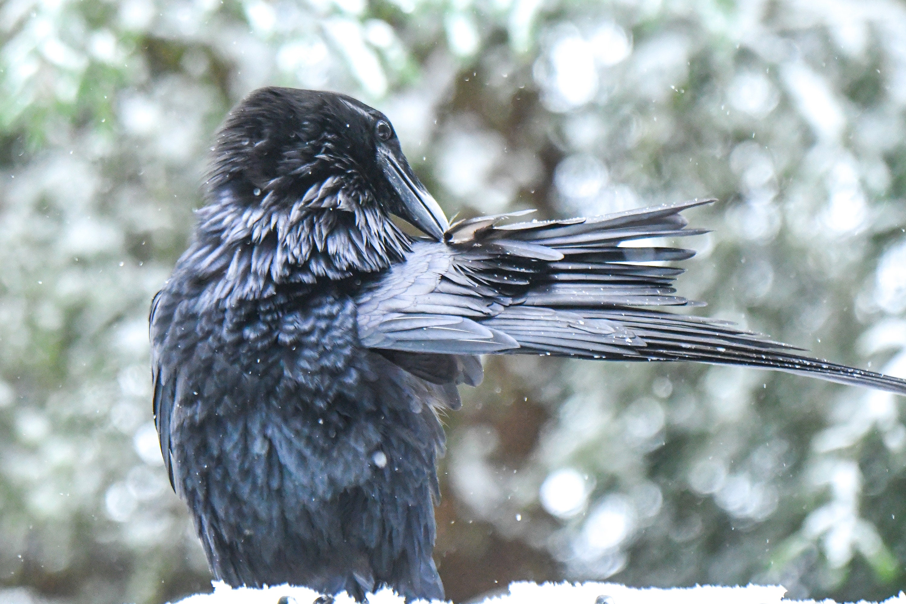 2025 Raven Calendar, Wall Calendar, Ravens - Etsy