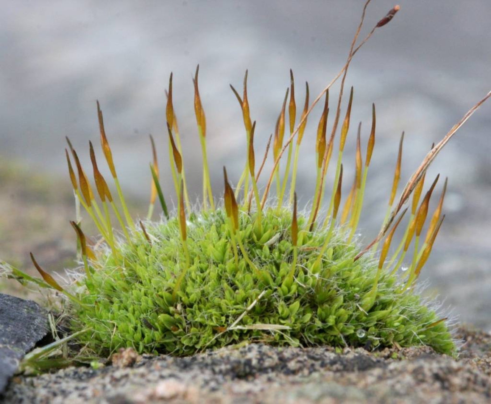 LIVE MOSS, Terrarium Moss, Bulk Moss, Mossy Nuggets, Cushion Moss ...