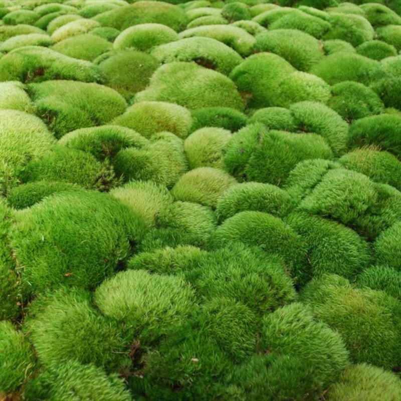 Moss - Etsy