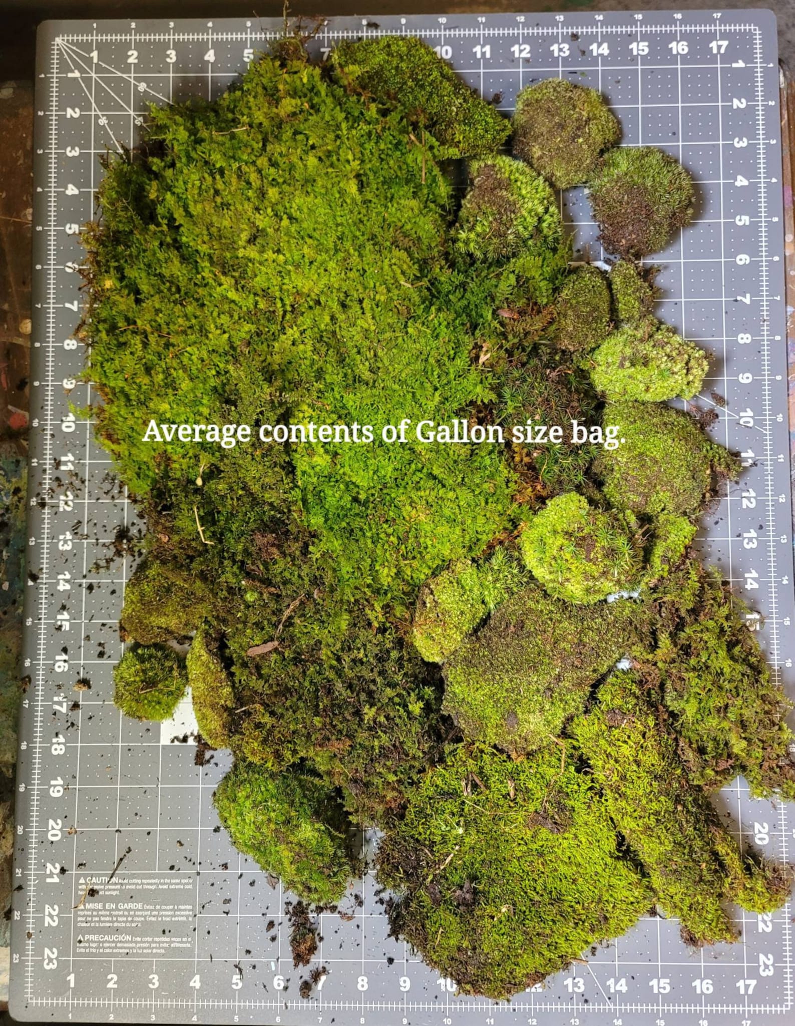 LIVE MOSS, Terrarium Moss, Bulk Moss, Mossy Nuggets, Cushion Moss ...