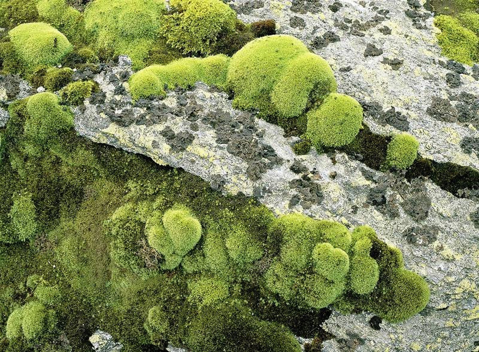 LIVE MOSS, Terrarium Moss, Bulk Moss, Mossy Nuggets, Cushion Moss ...