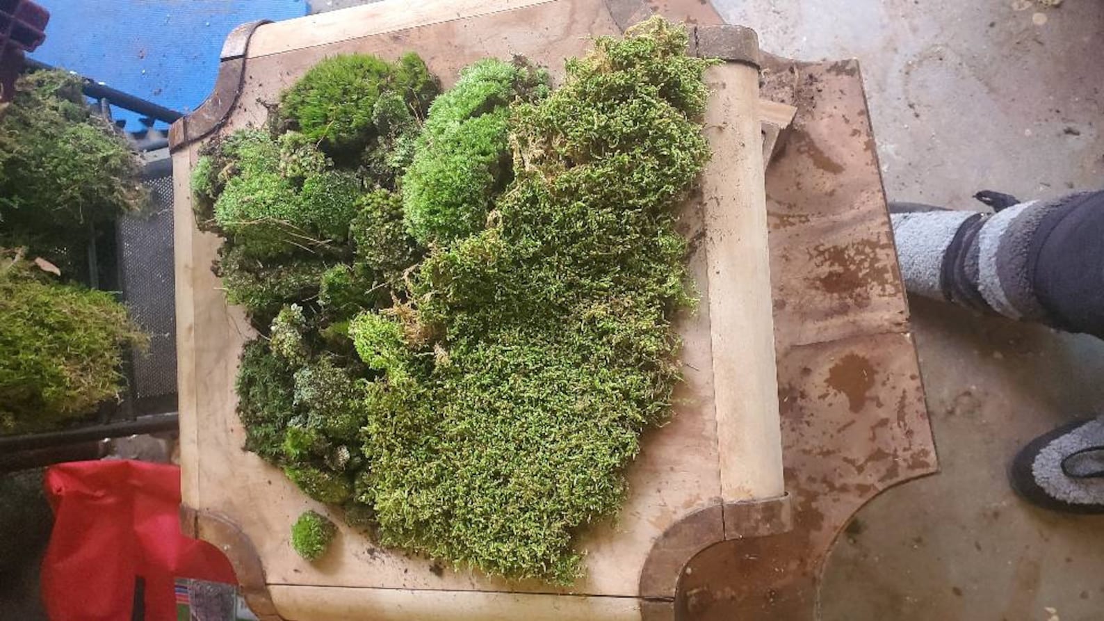 LIVE MOSS, Terrarium Moss, Bulk Moss, Mossy Nuggets, Cushion Moss ...