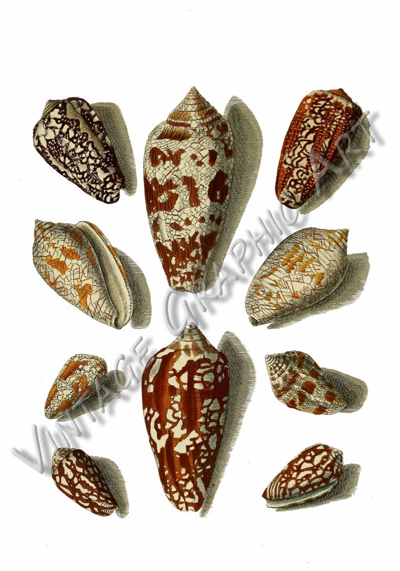 Shell Clipart Seashell Vintage Illustration Clip Art - Etsy