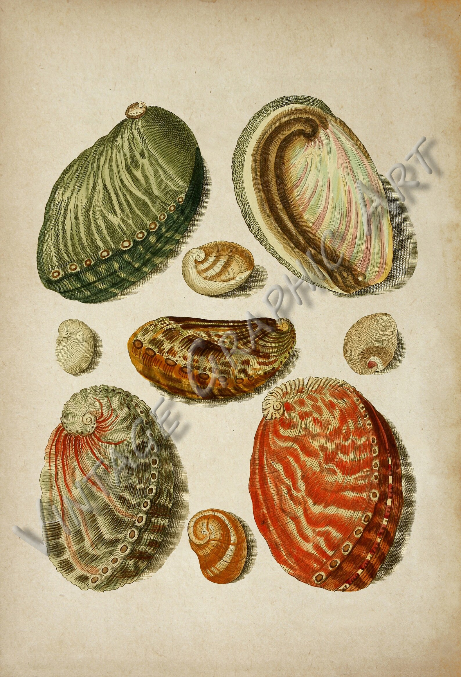 Shell Clipart, Seashell Vintage Illustration Clip Art Vintage Digital ...