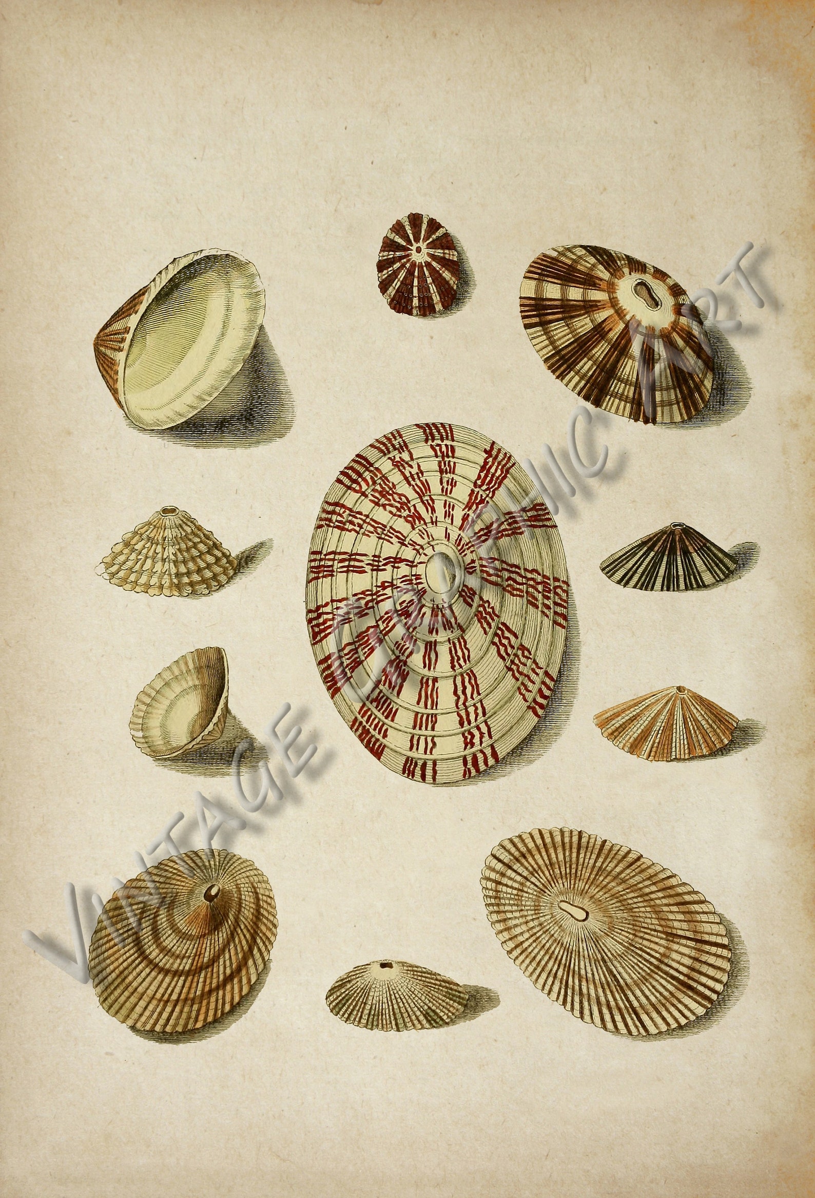 Shell Clipart, Seashell Vintage Illustration Clip Art Vintage Digital ...