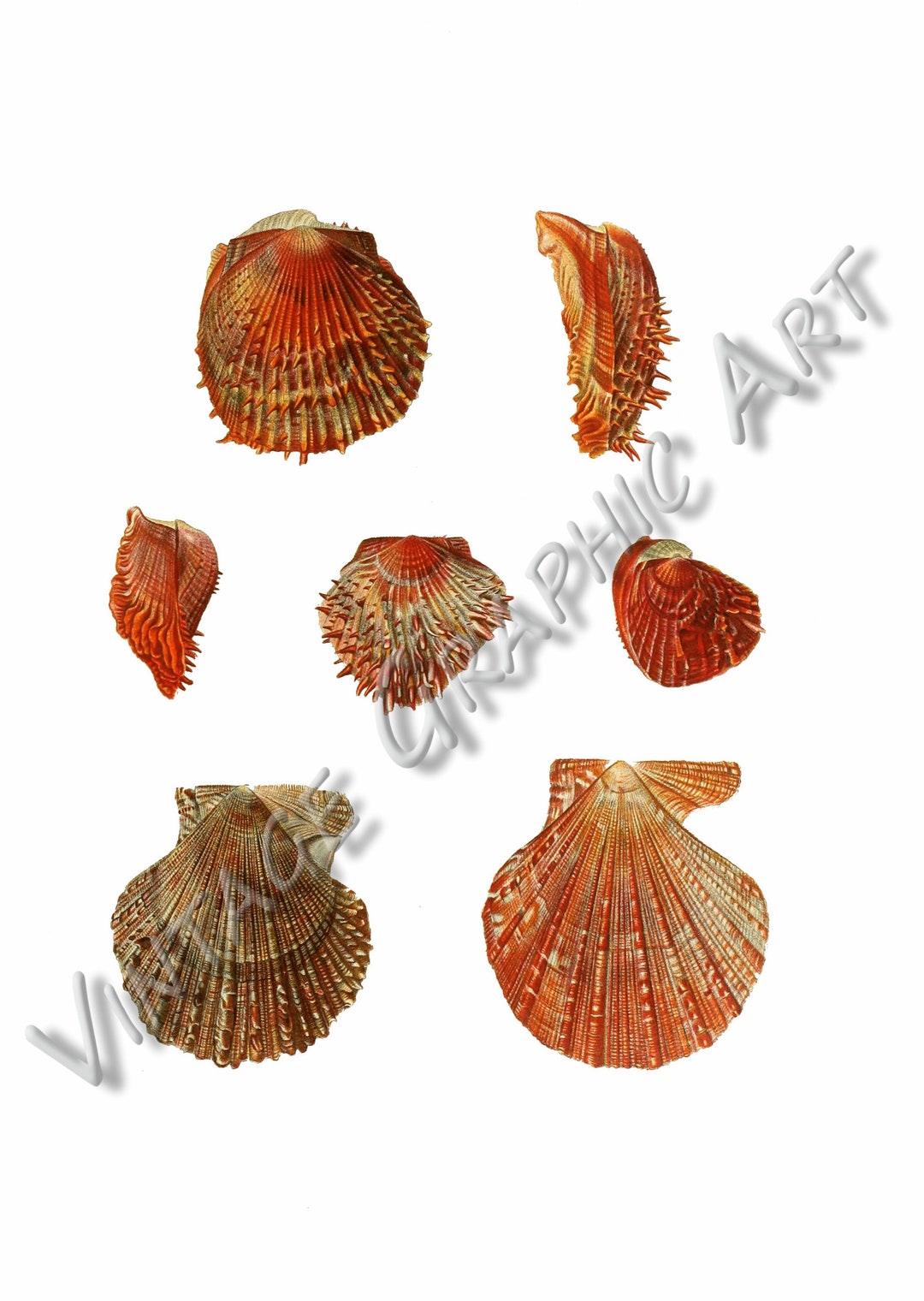 Shell Clipart, Seashell Vintage Illustration Clip Art Vintage Digital ...