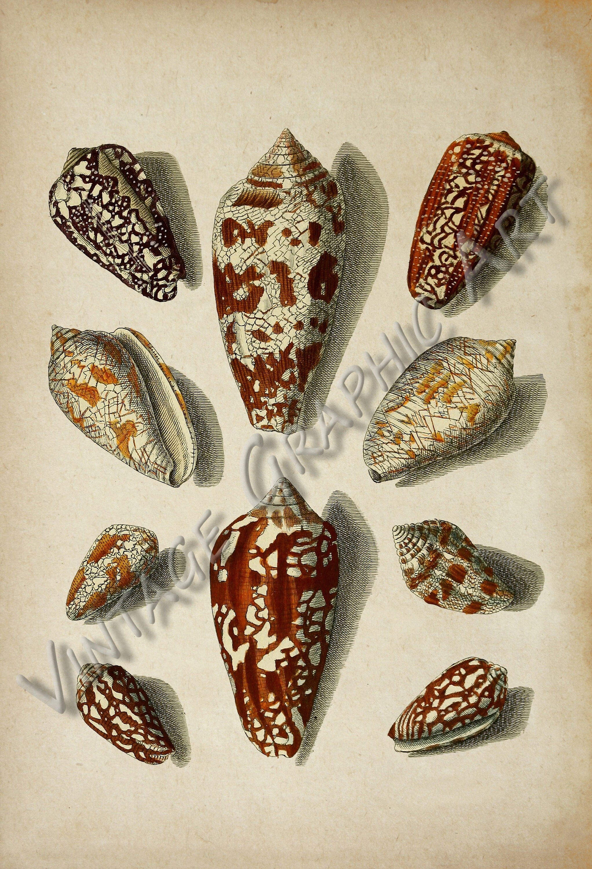 Shell Clipart Seashell Vintage Illustration Clip Art - Etsy