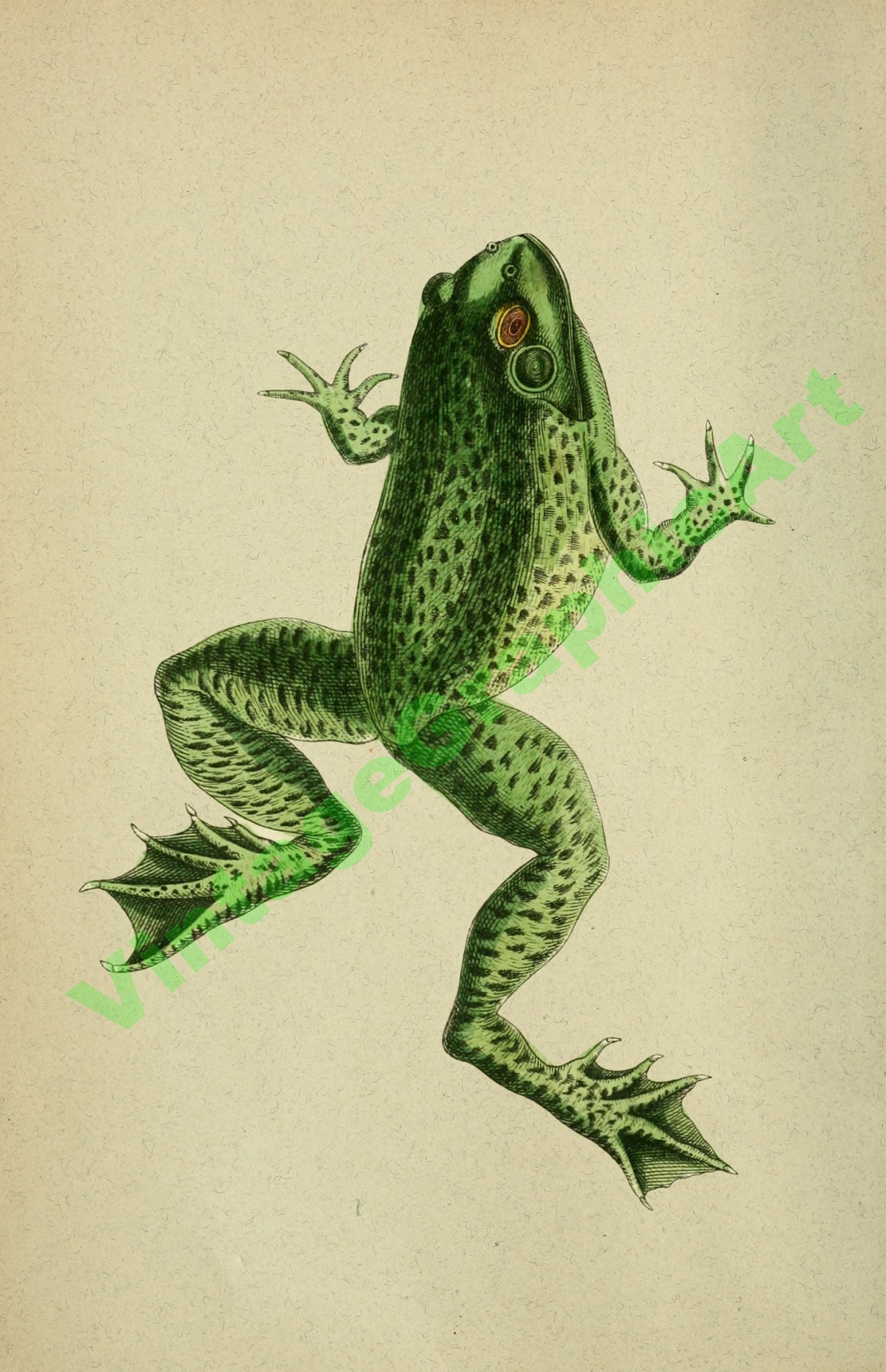 Iguana Green Toad Clip Art for Card Making Printable Wall Art Prints ...