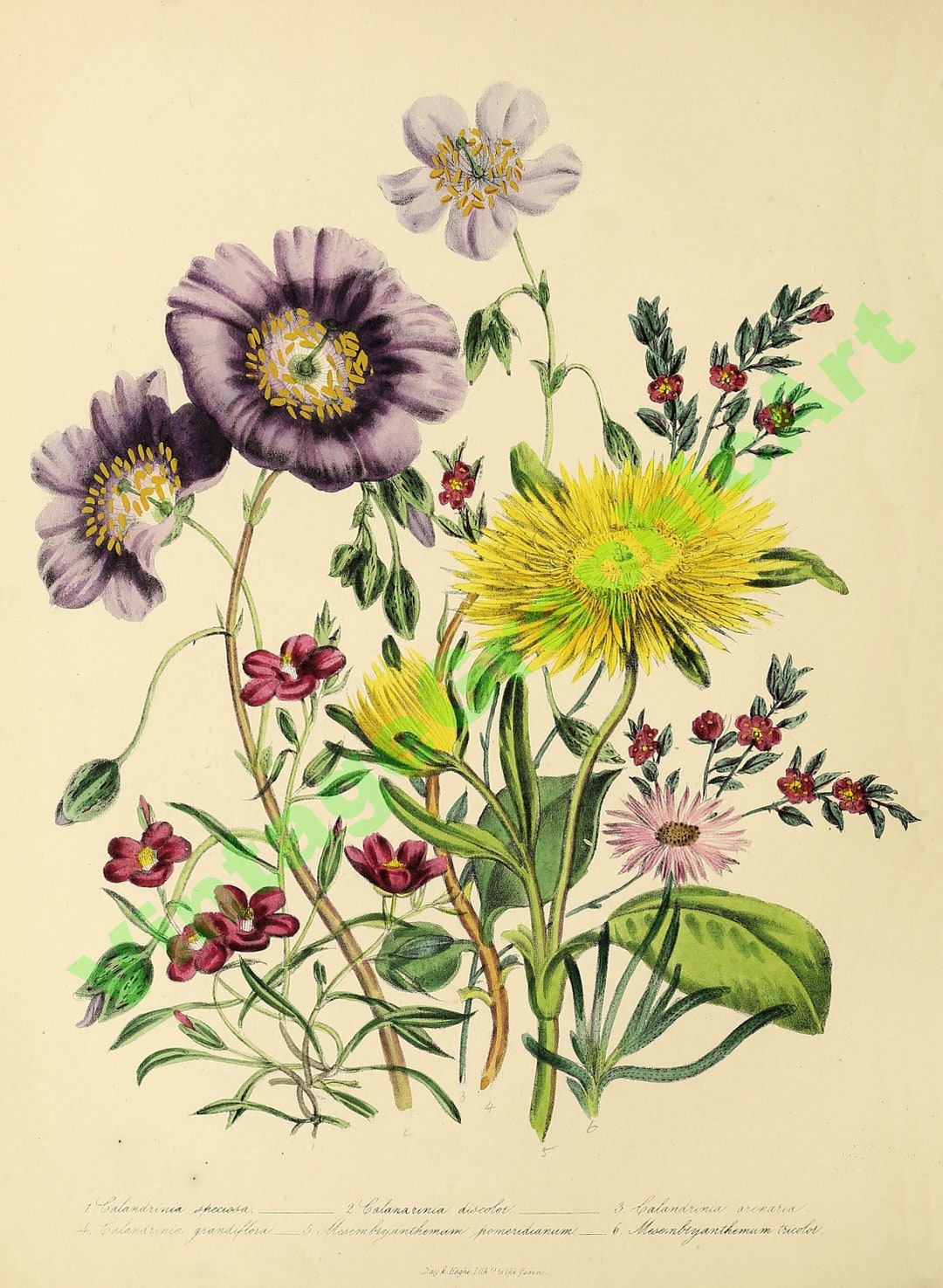 9 Antique Botanical Illustration Flower Digital Download Clip Art the ...