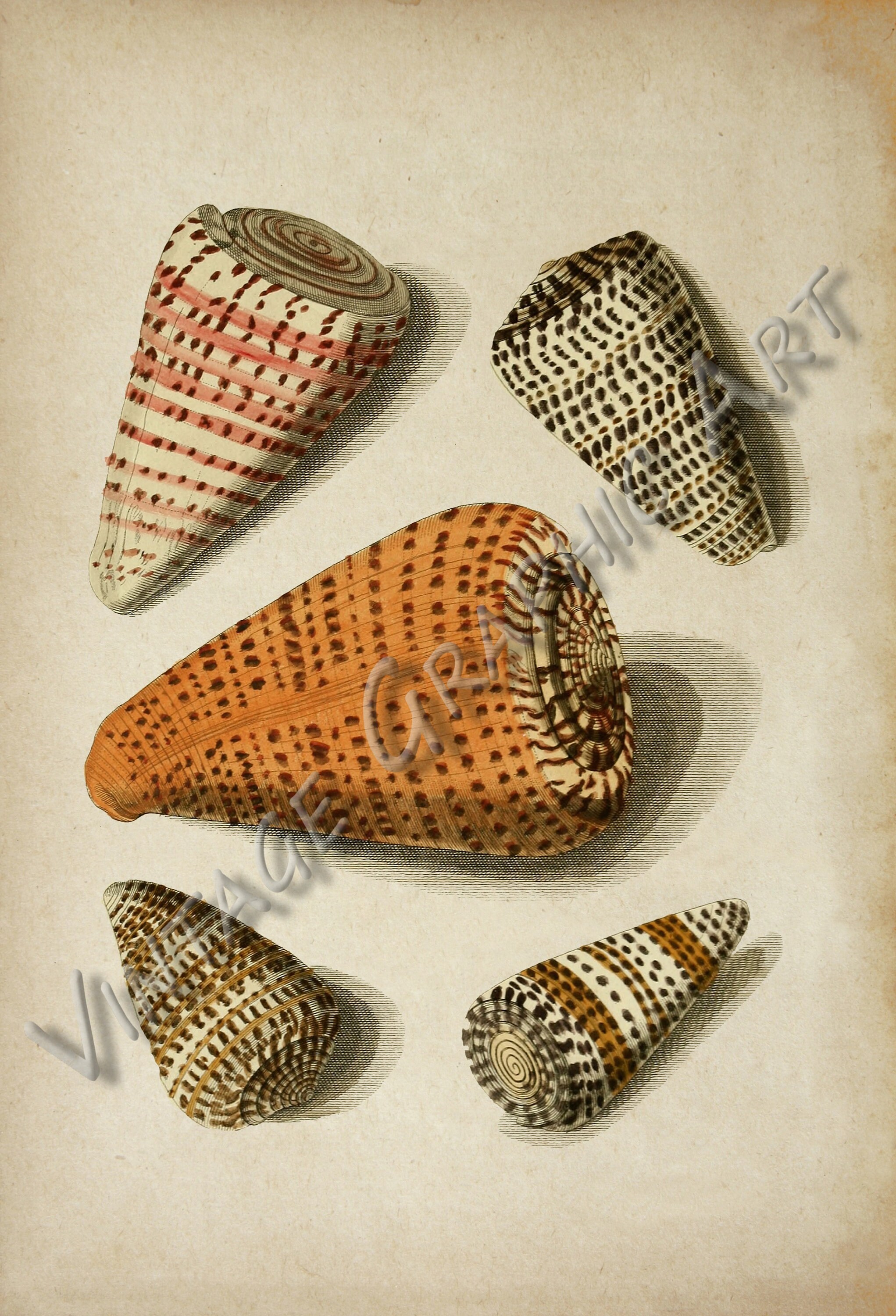 Shell Clipart, Seashell Vintage Illustration Clip Art Vintage Digital ...