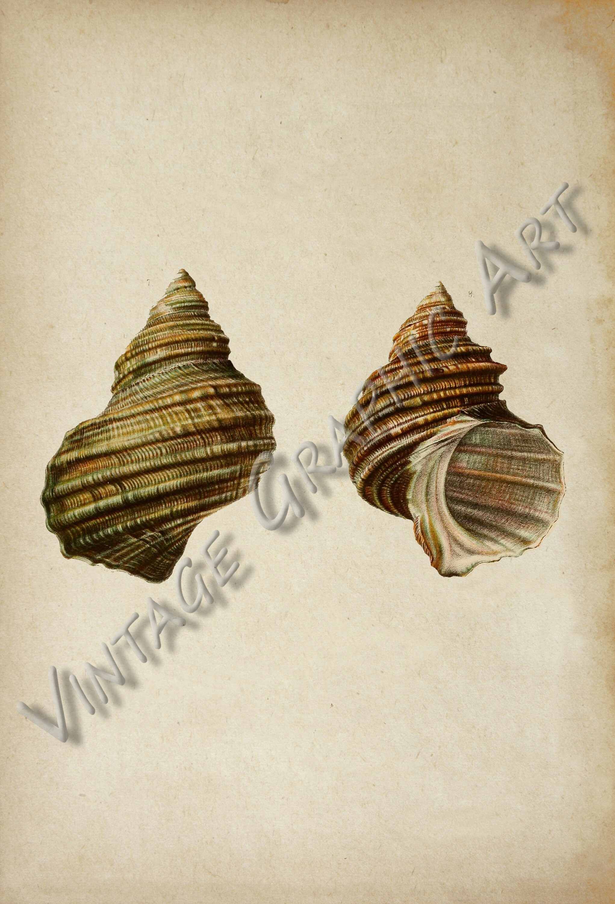 Shell Clipart, Seashell Vintage Illustration Clip Art Vintage Digital ...