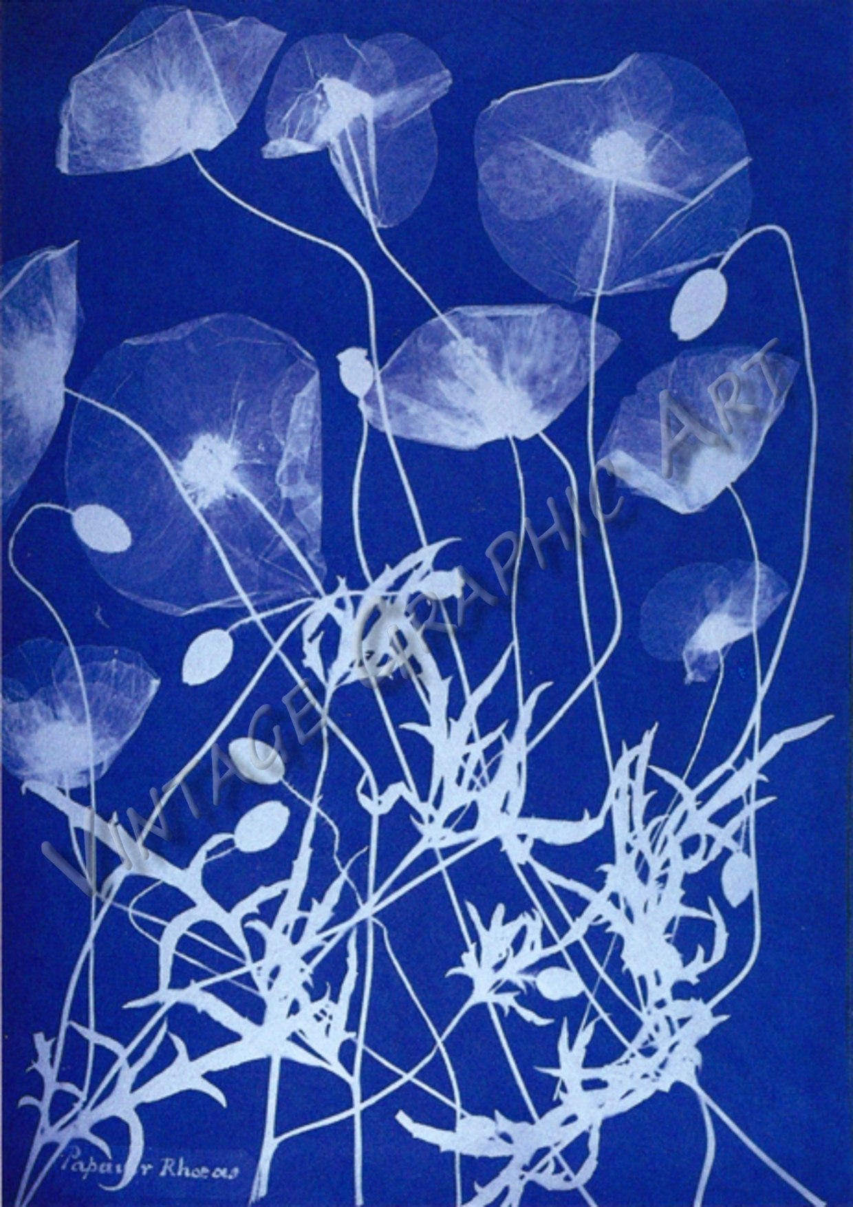 Set of 4 Cyanotypes Algae Printable Botanical Illustration for ...