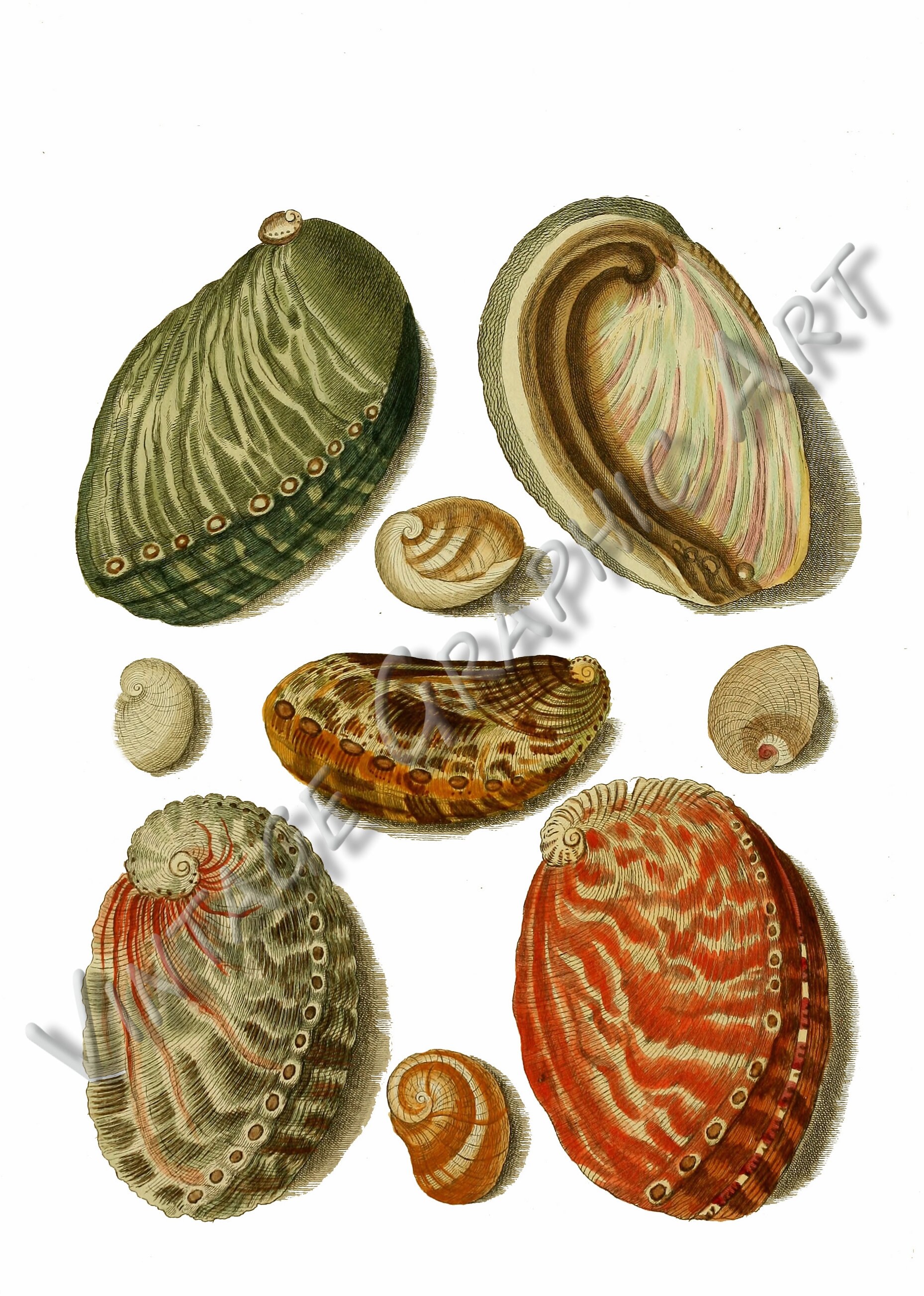 Shell Clipart, Seashell Vintage Illustration Clip Art Vintage Digital ...