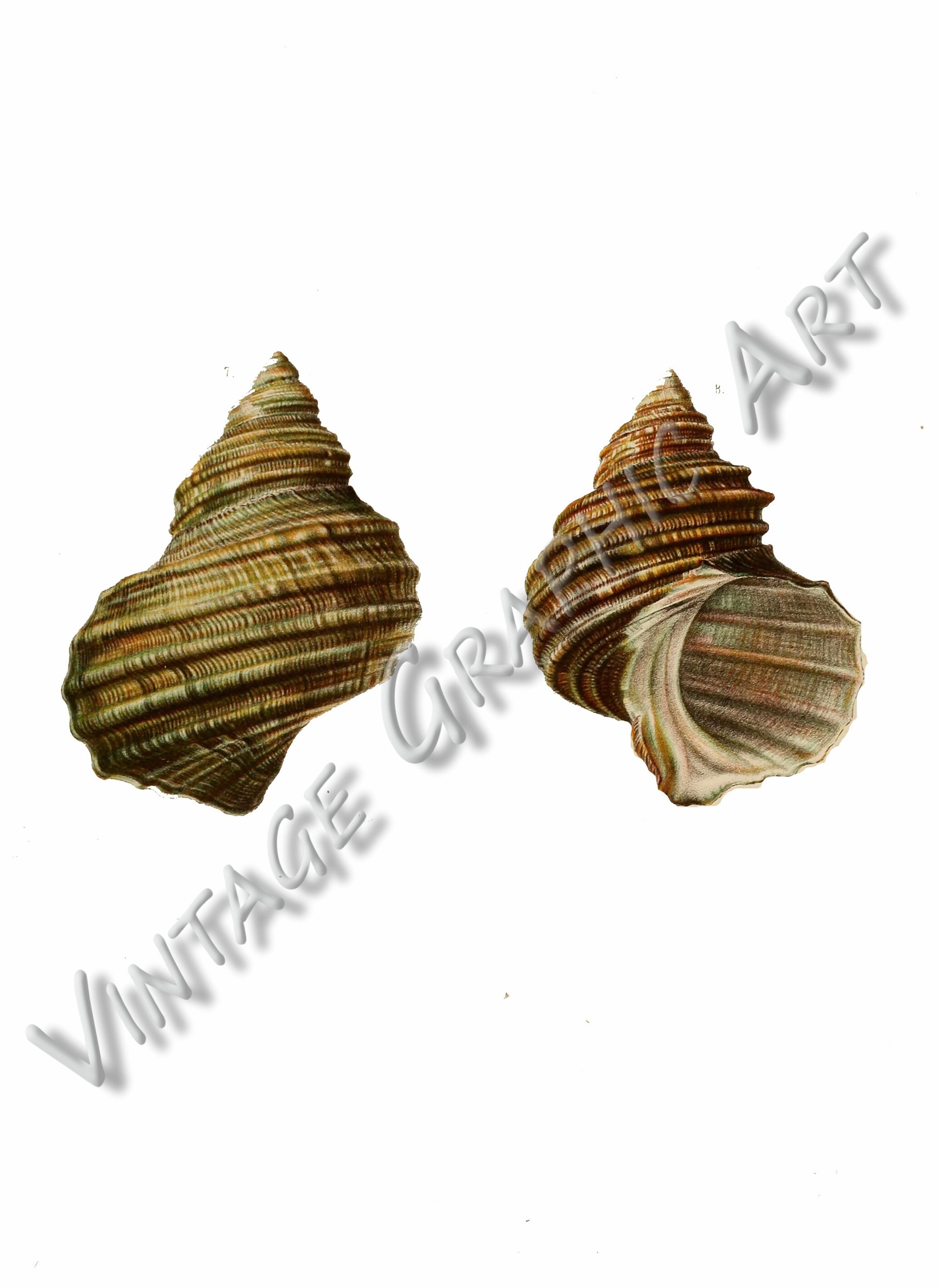 Shell Clipart, Seashell Vintage Illustration Clip Art Vintage Digital ...