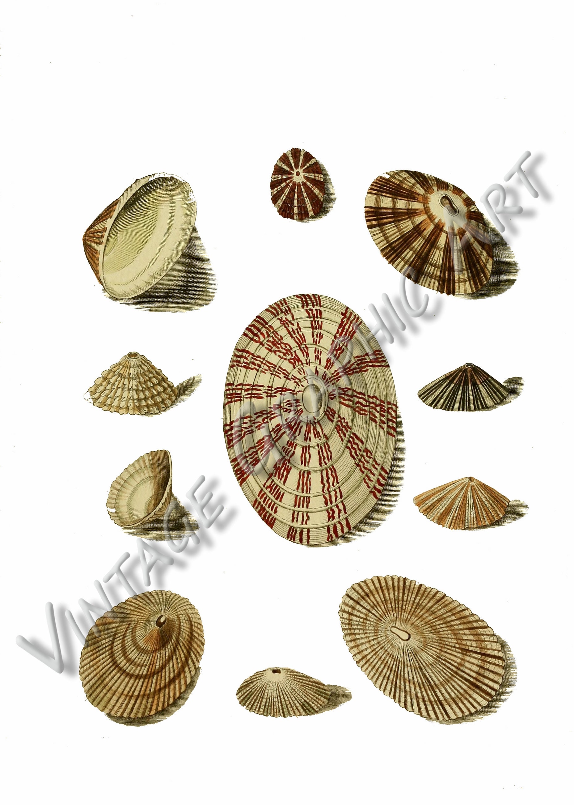 Shell Clipart Seashell Vintage Illustration Clip Art - Etsy