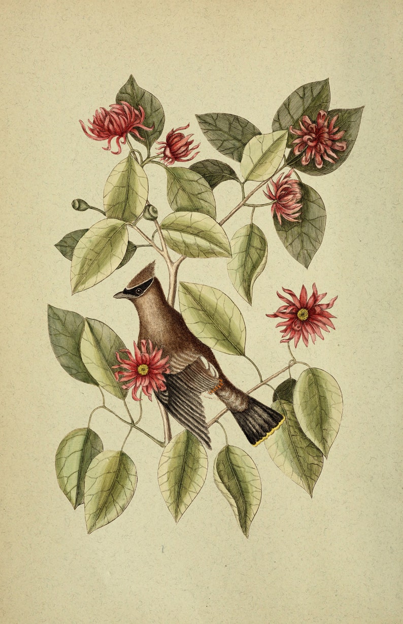 Chatterer Chatterer Clip Art for Card Making Printable Wall - Etsy