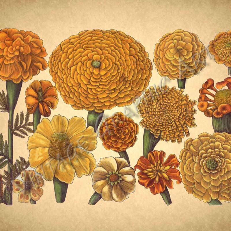 Decoupage Poster - Etsy