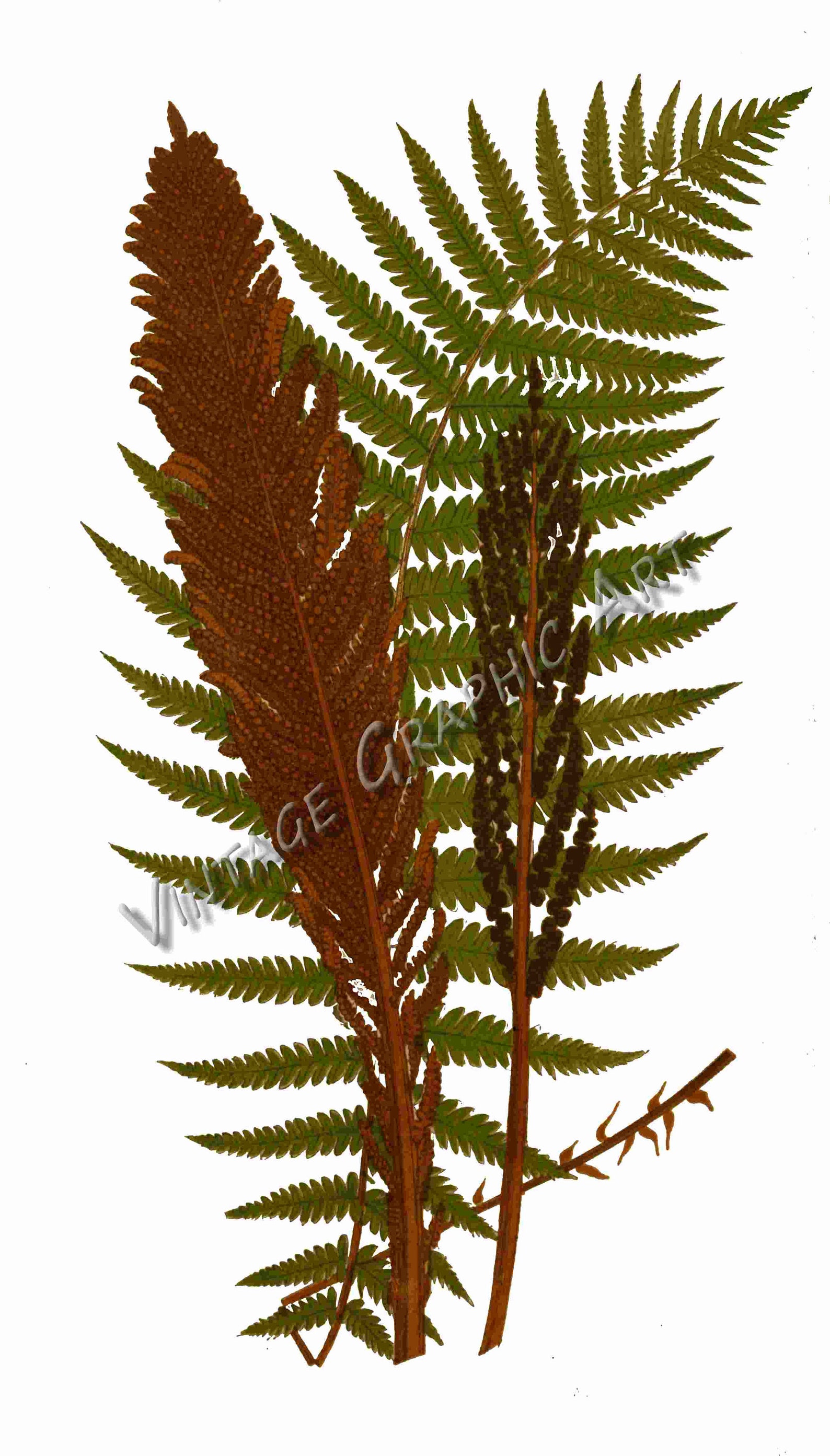 Fern Leaf Botanical Print Clip Art Antique Botanical Illustration 4 PNG ...