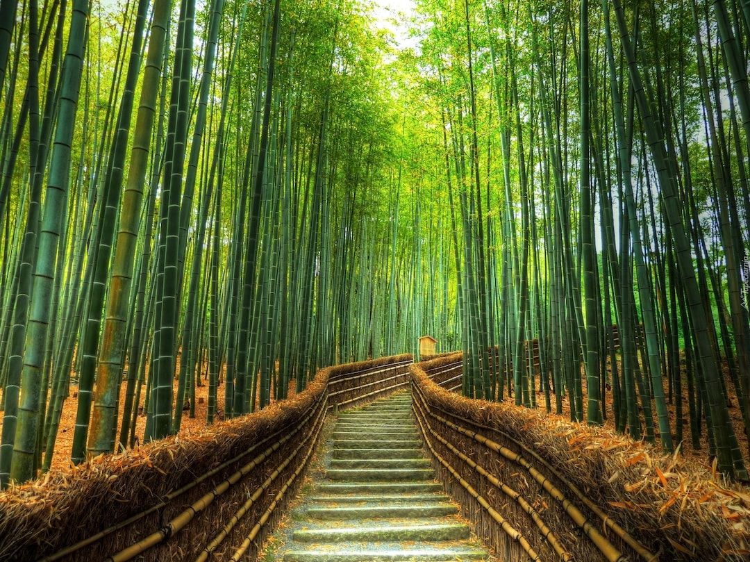 Bamboo Forest Wall Art, Kyoto Wall Art, Kyoto Canvas, Bamboo Wall Art ...