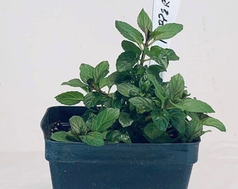 PEPPERMINT "mentha Piperita" Live Plant in " Pot - Etsy