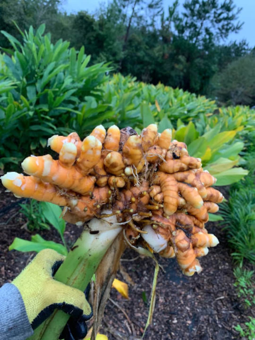 1/2 Lb Fresh Turmeric Root/rhizome - Grown Sustainably on Our Small ...