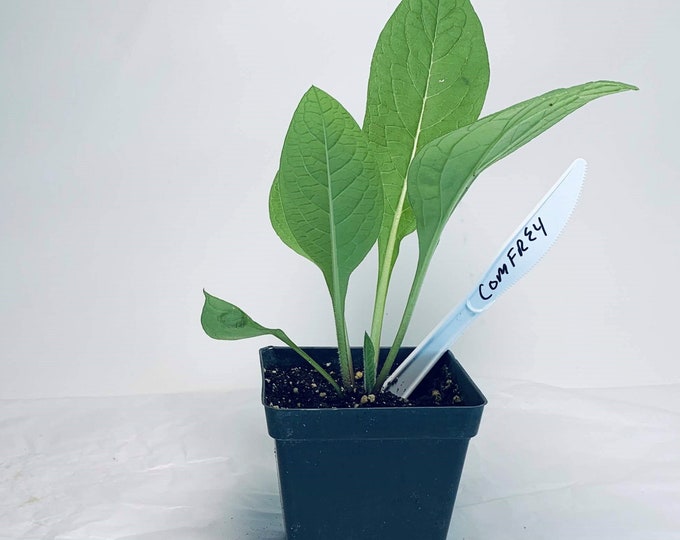 Comfrey - Live Herb Plant - True Comfrey - Symphytum Officinale - Grown ...