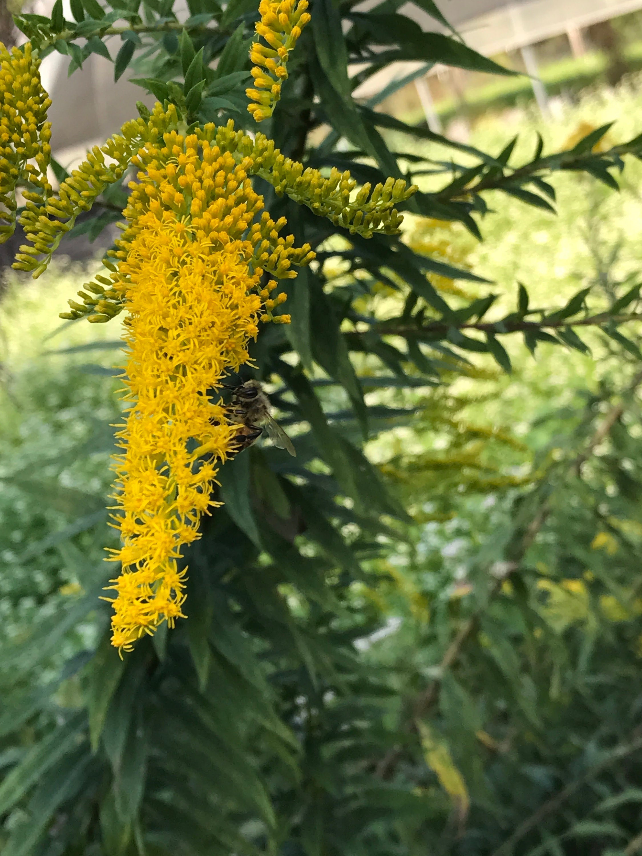 Goldenrod Herbal Tea - Dried Herb - Solidago spp - Grown Sustainably on ...