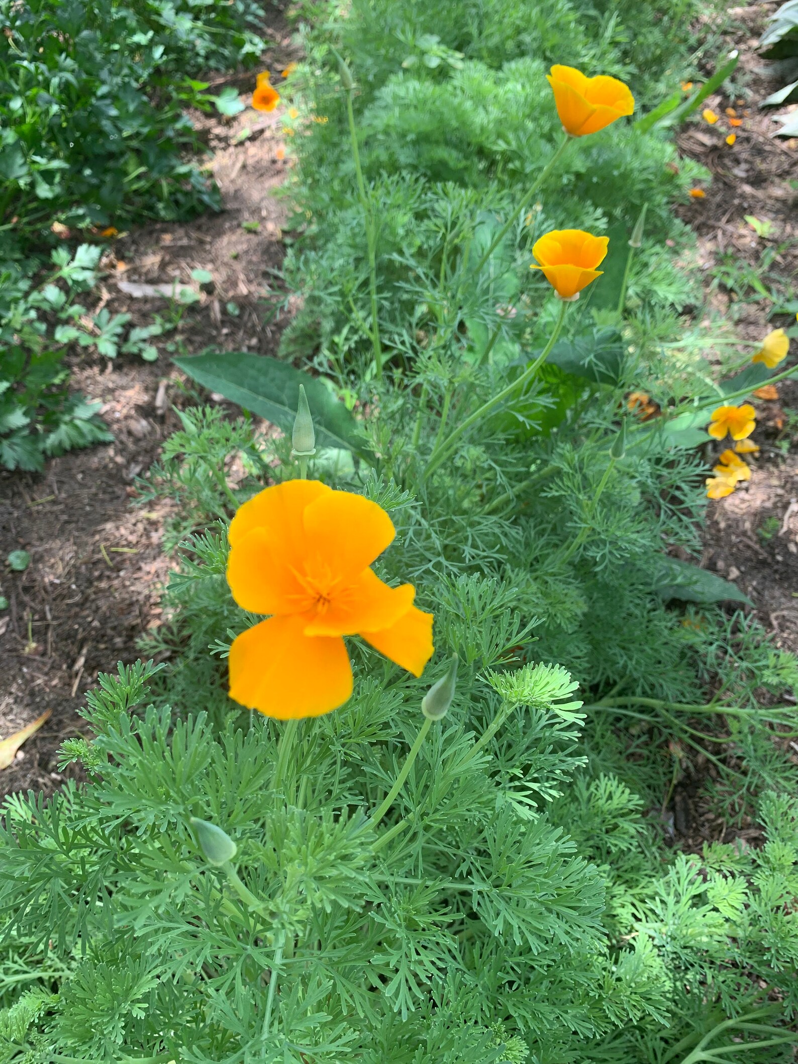 California Poppy Herbal Tea Dried Herb Grown Sustainably | Etsy