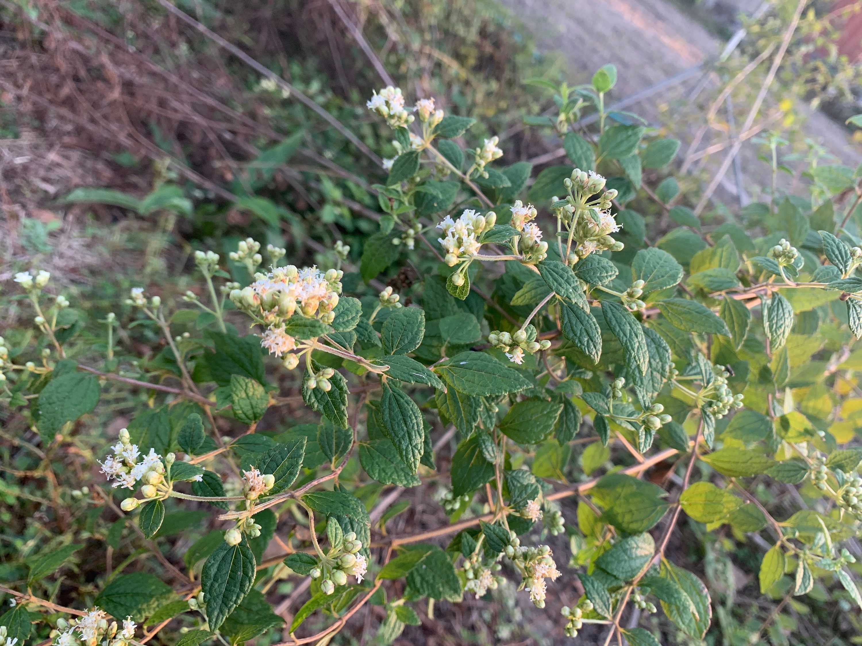 Mexican Dream Herb Tincture Calea Ternifolia Calea | Etsy