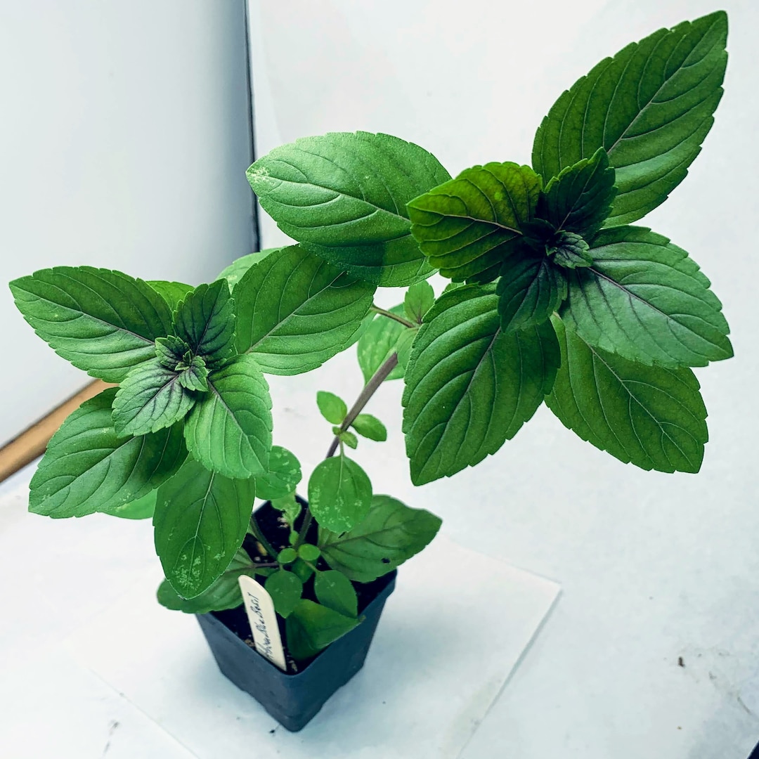 African Blue Basil Live Herb Plant Grown in Organic Potting Soil on Our ...